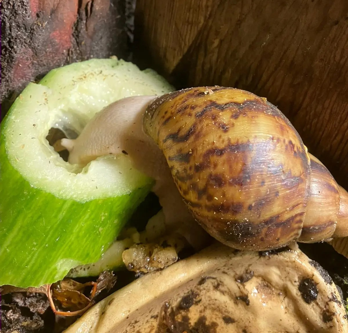 Haltung – Archachatina Marginata ovum